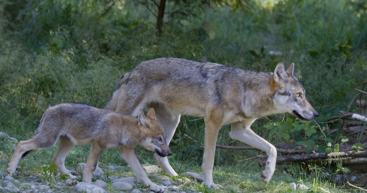 Wildpark Bruderhaus in Winterthur - Kt. Zürich - Infos - Preise ...